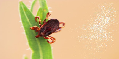 ATS Brianza, zecche: campagna per prevenire le malattie infettive ...