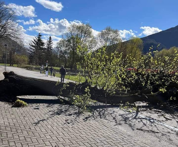 Colico, raffiche di vento: cade una pianta, danni al Lido - Leccoonline Colico, raffiche di vento: cade una pianta, danni al Lido - Leccoonline